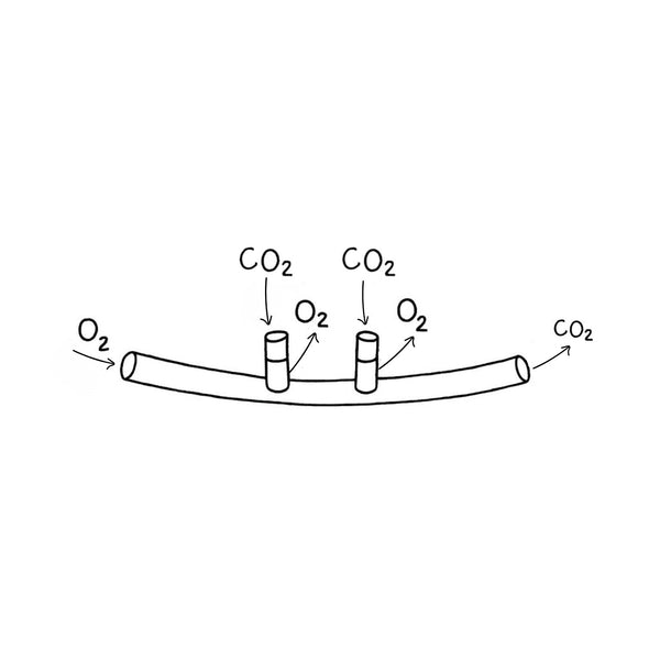 Duo-Flow O₂ + CO₂ Nasal Cannula with Male Luer Lock Connection, Adult ...